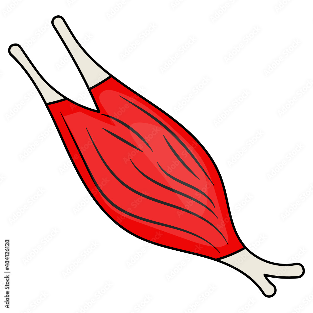 muscle cells Vector color Icon Design, Organ System Symbol, Human ...