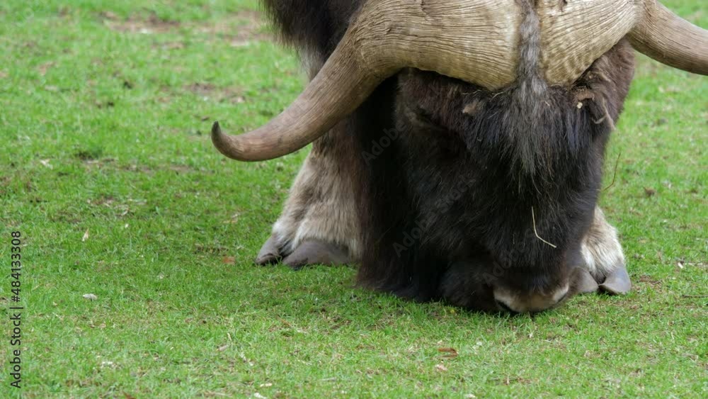 Muskox, musk oxen or buffalo grazing in glade. Ovibos moschatus. Masky ...