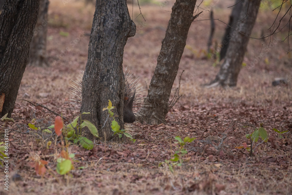 Porcupine in the nature habitat. Indian porcupine in the dayilight ...
