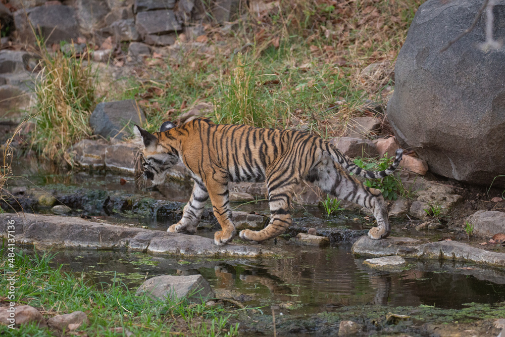 Tiger in the nature habitat. Tiger male walking head on composition ...