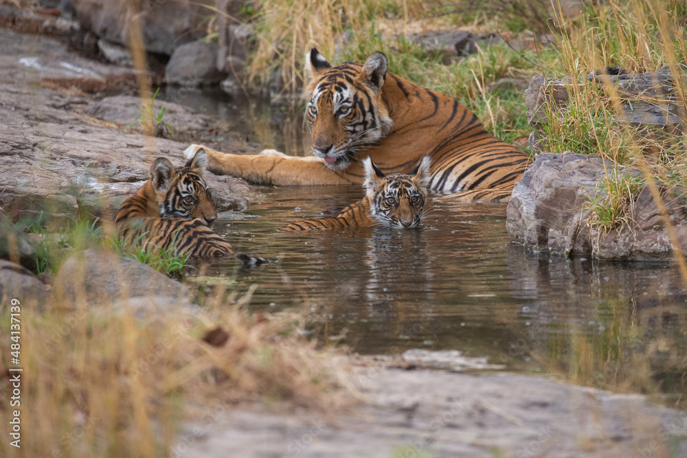 Tiger in the nature habitat. Tiger male walking head on composition ...