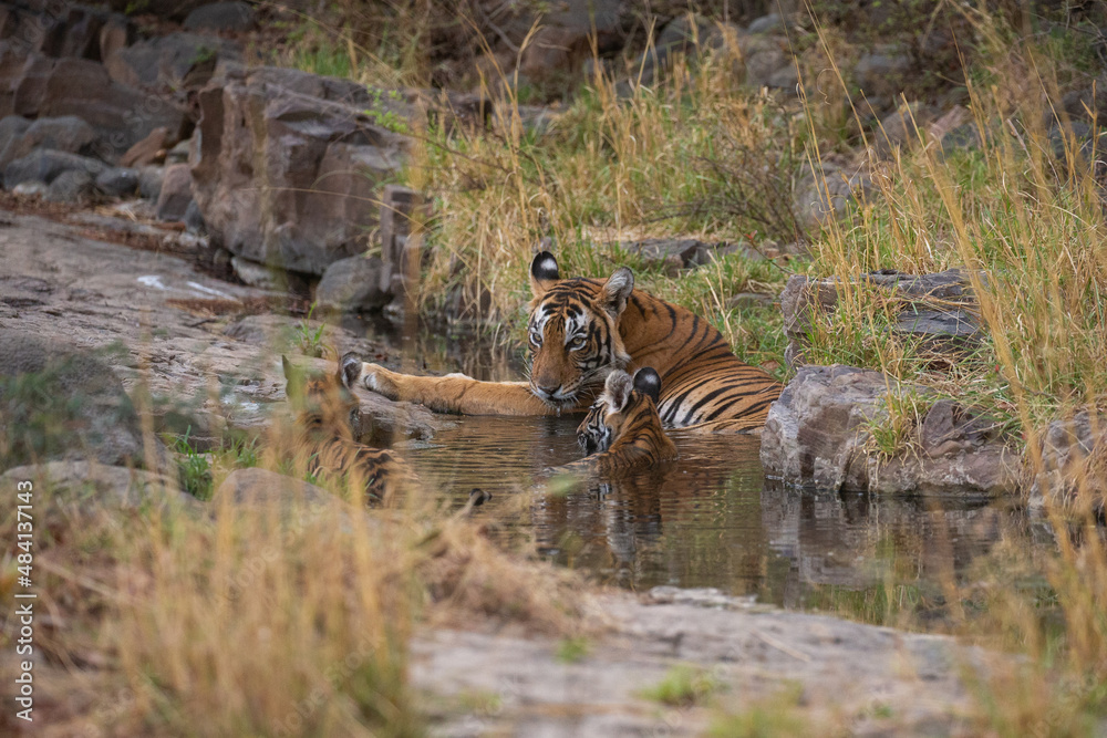 Tiger in the nature habitat. Tiger male walking head on composition ...