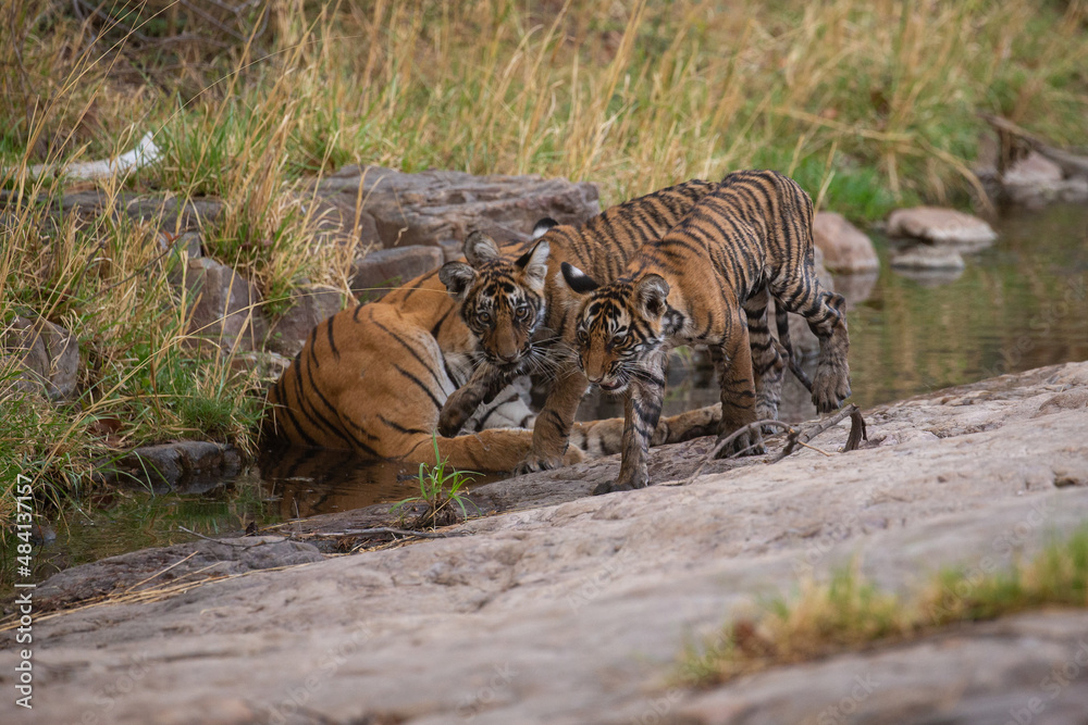 Tiger in the nature habitat. Tiger male walking head on composition ...