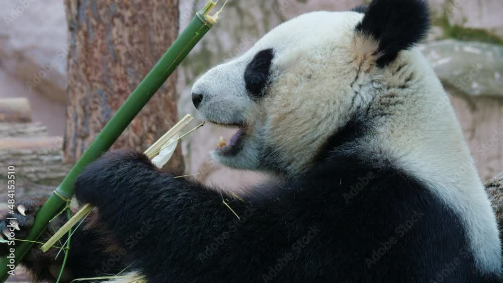 Giant panda bites off, breaks bamboo shoots with teeth, chews on it ...