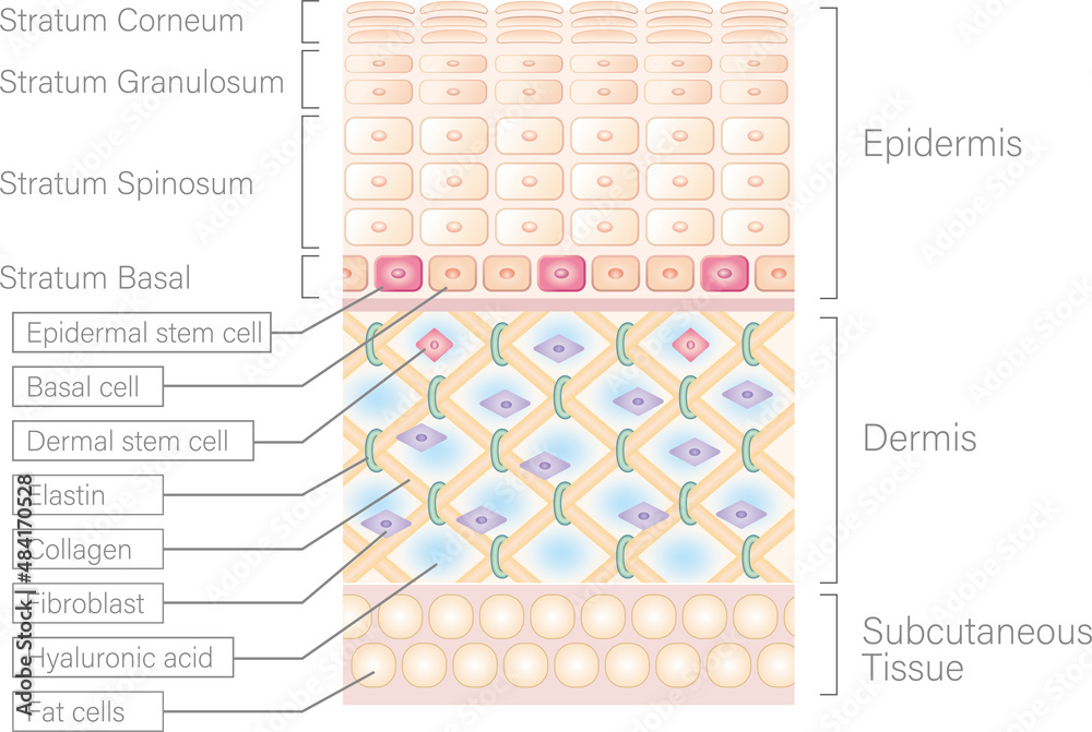 skin structure illustration with detailed explanation vector file text ...