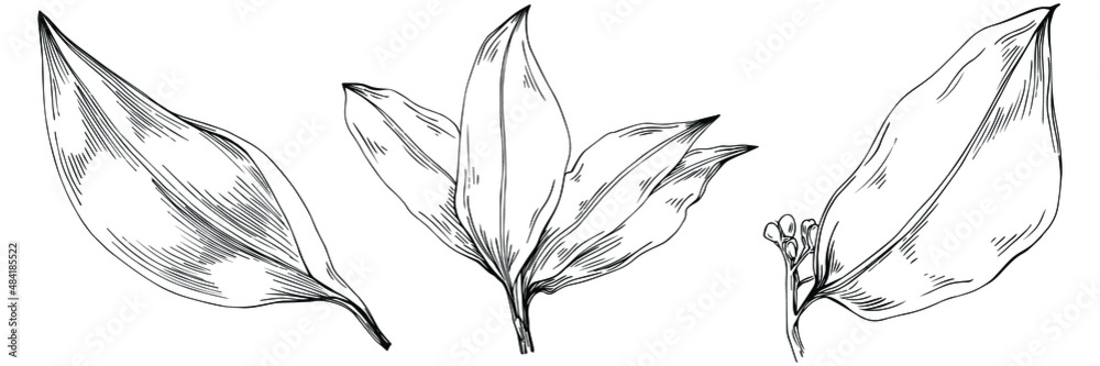 Bay leaf hand-drawn Vector Illustration isolated on white background ...