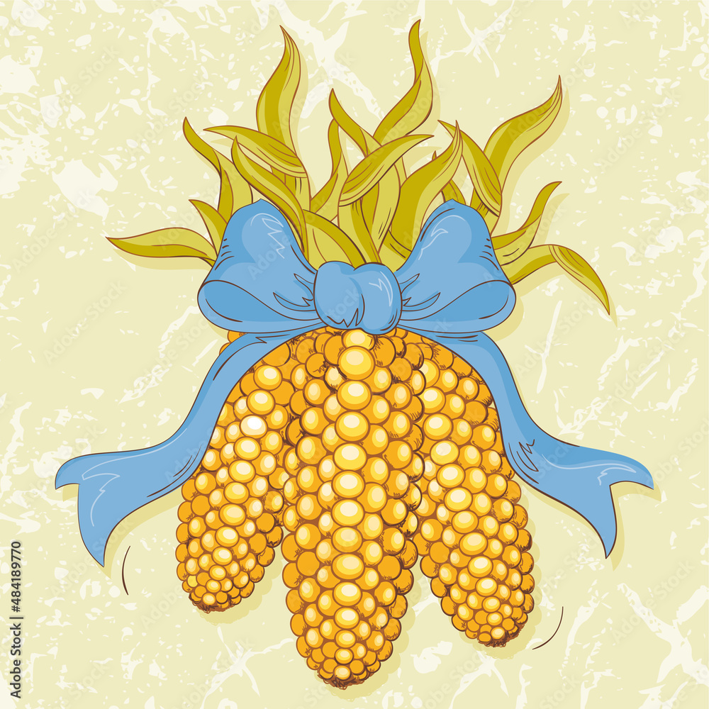 Vintage Hand Drawing Bunch Of Corn Maize With Bow Vector Illustration ...