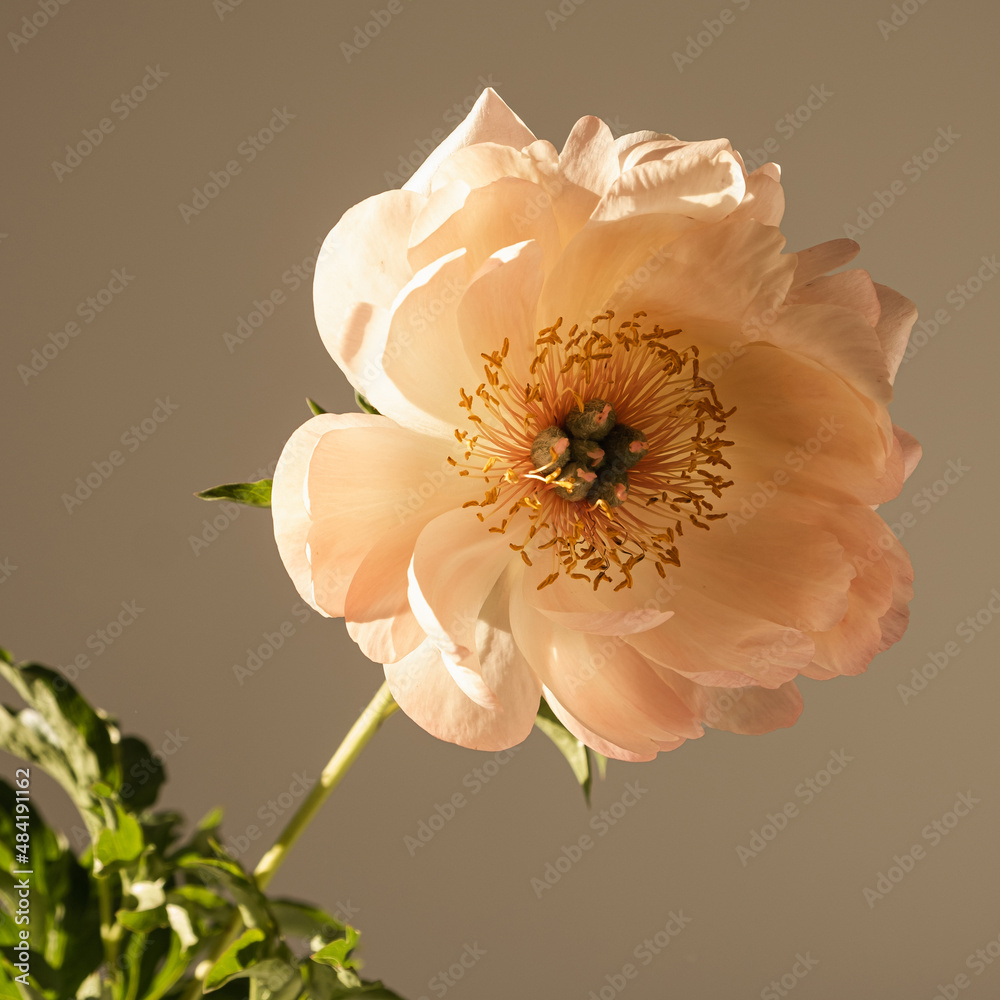 Peach Peony Flower Bouquet