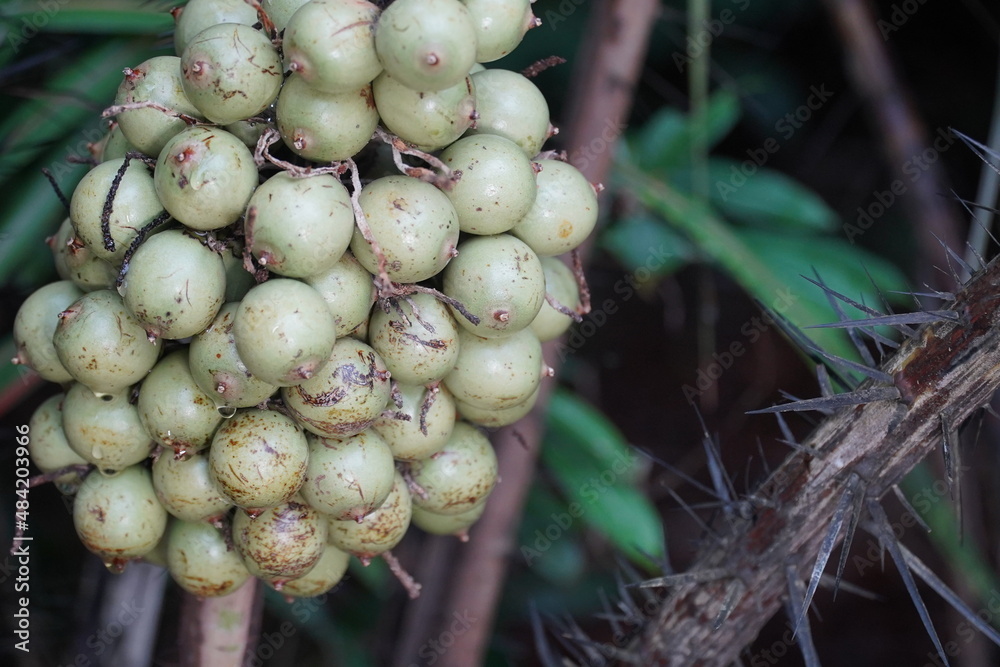 Unripe Tucumã Fruits Astrocaryum Aculeatum Growing On A Spiny Palm