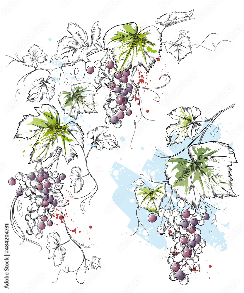 Hand drawn grapevine ink sketch with blue grapes and branches, leaves ...