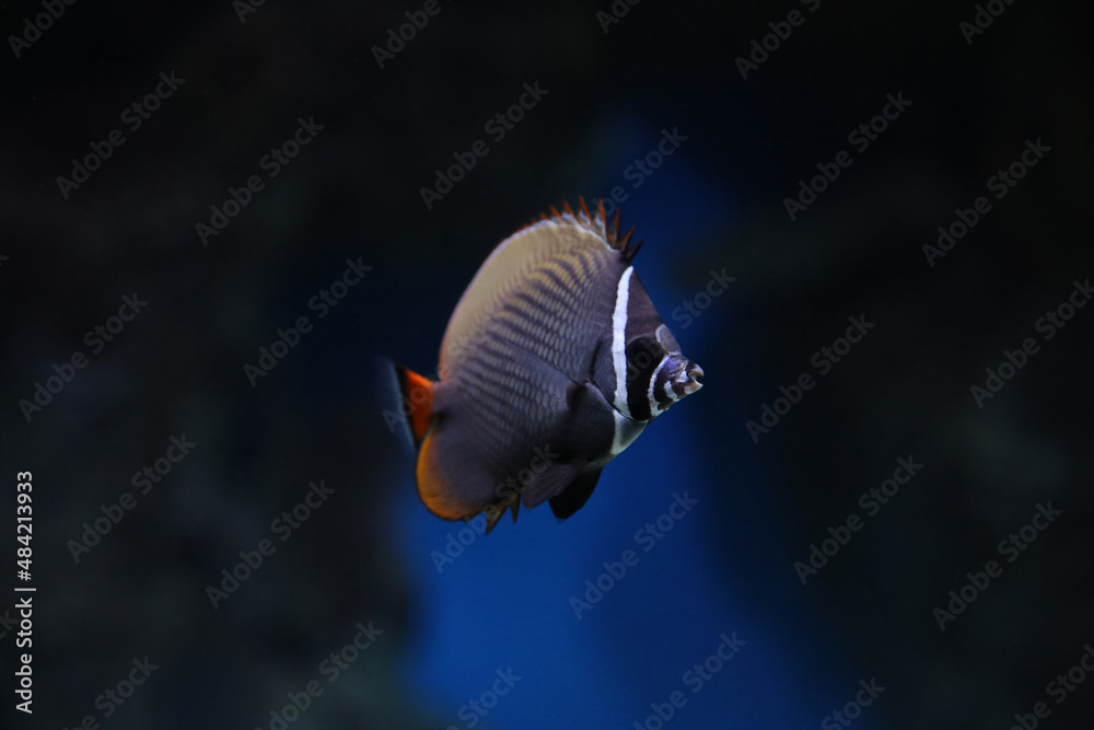 Red-tailed butterflyfish (Chaetodon collare), also known as the ...