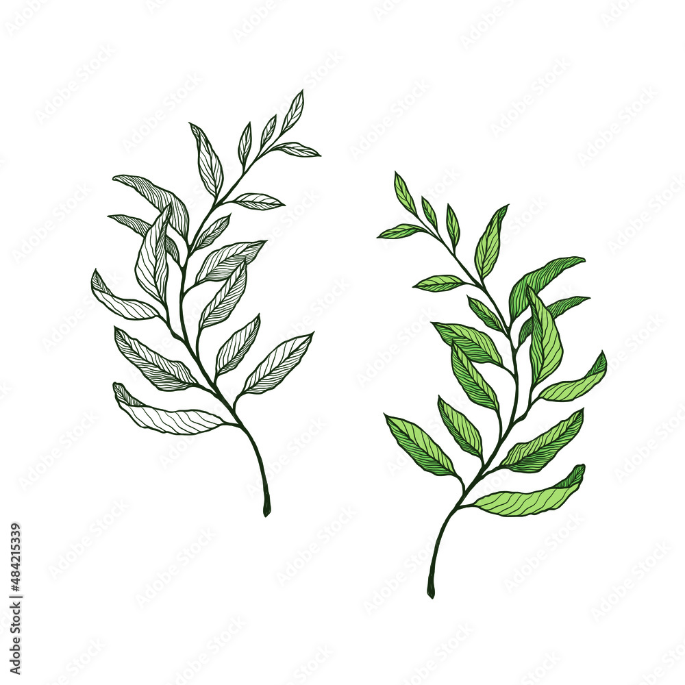 Leaves vector illustration. Vector drawing, handrawn, vintage, line art ...