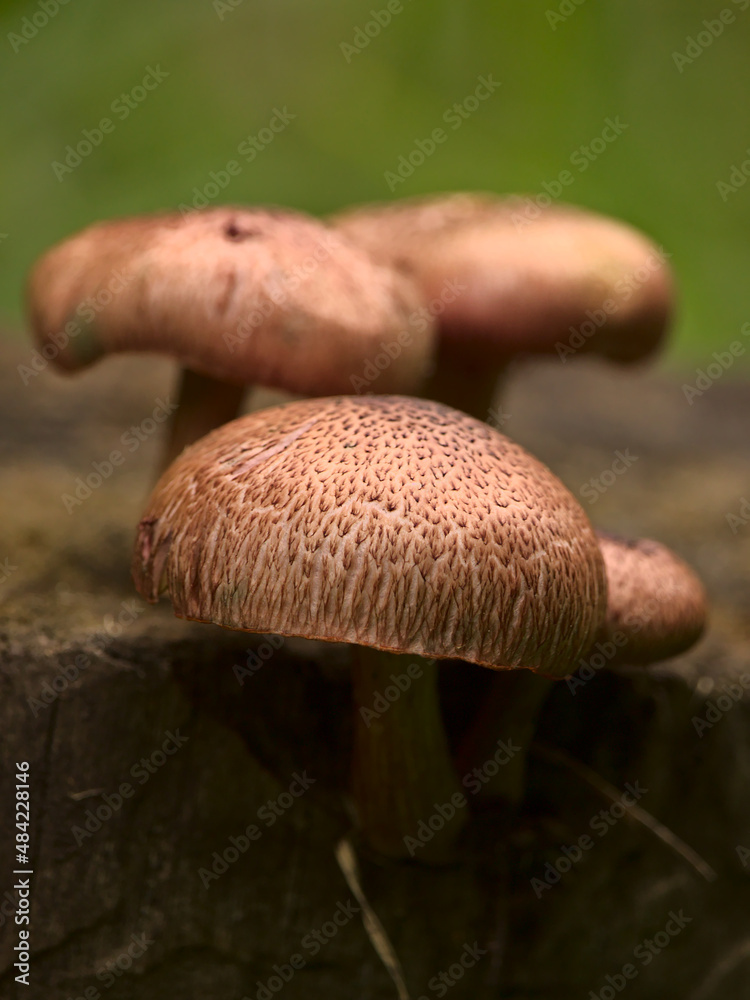 Hongos Stock Photo | Adobe Stock