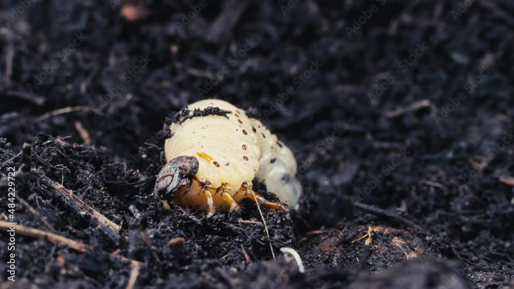 Goliathus goliatus African Goliath beetle Giant Fruit Chafer larvae ...