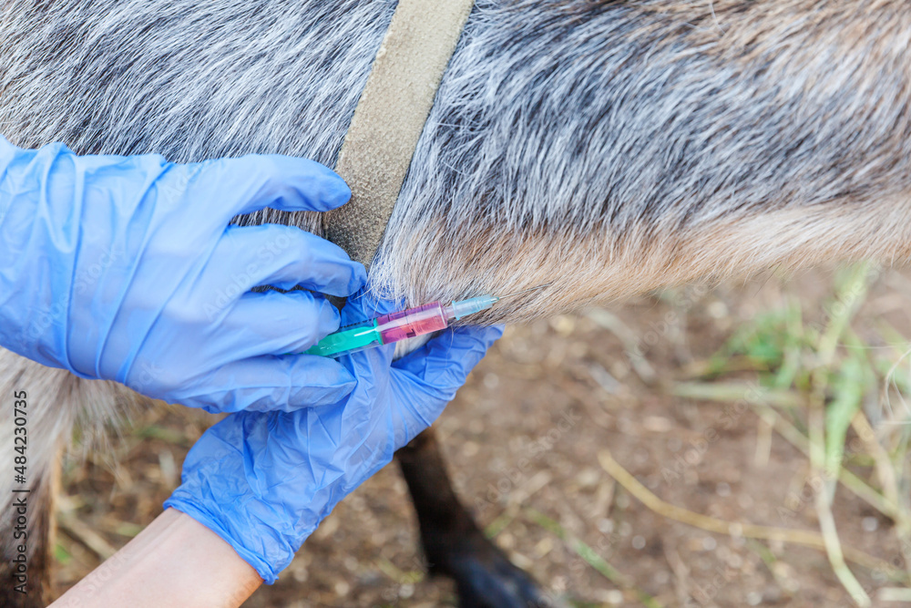 Veterinarian woman with syringe holding and injecting goat on ranch ...