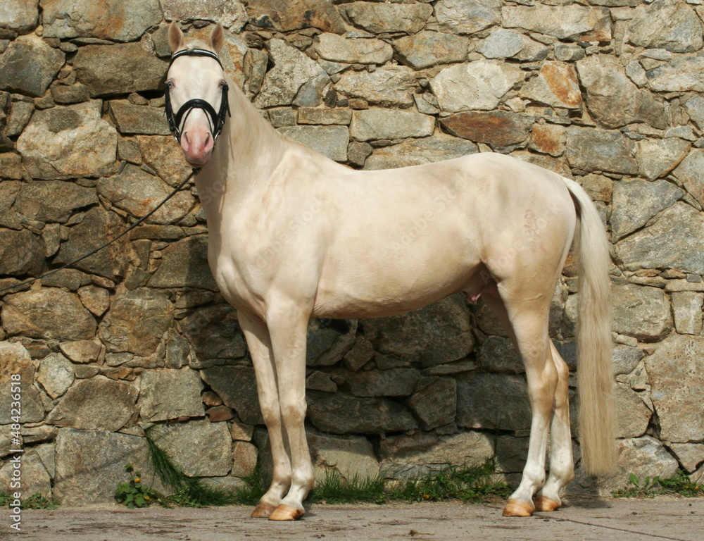 golden horse Stock Photo | Adobe Stock