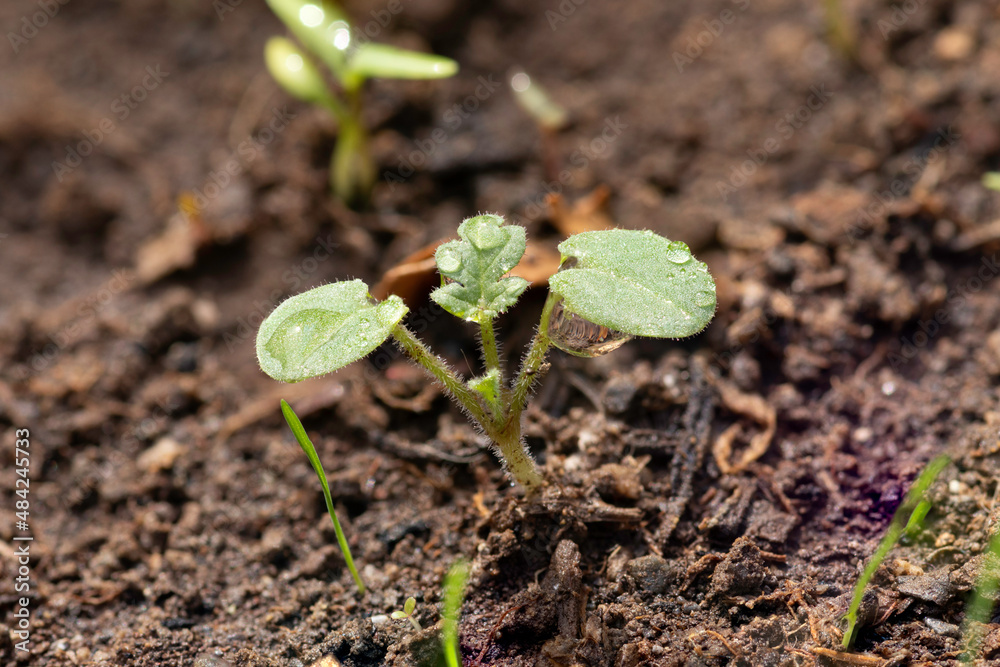 Foto de brotes verdes que nacen de la tierra do Stock | Adobe Stock