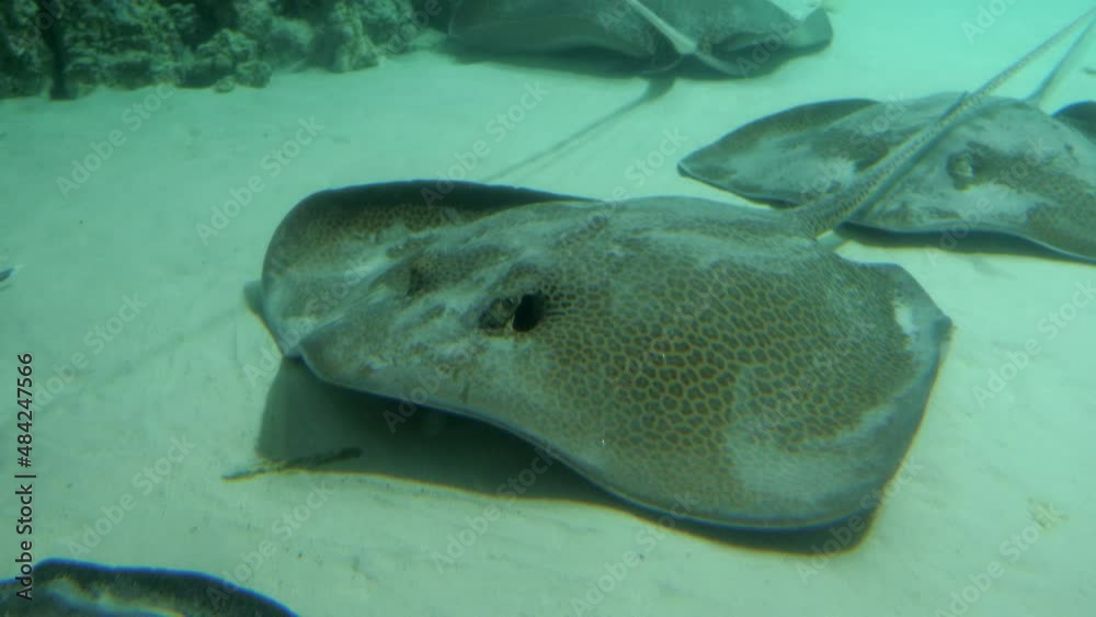 Honeycomb stingray or reticulate whipray moving along sandy bottom ...