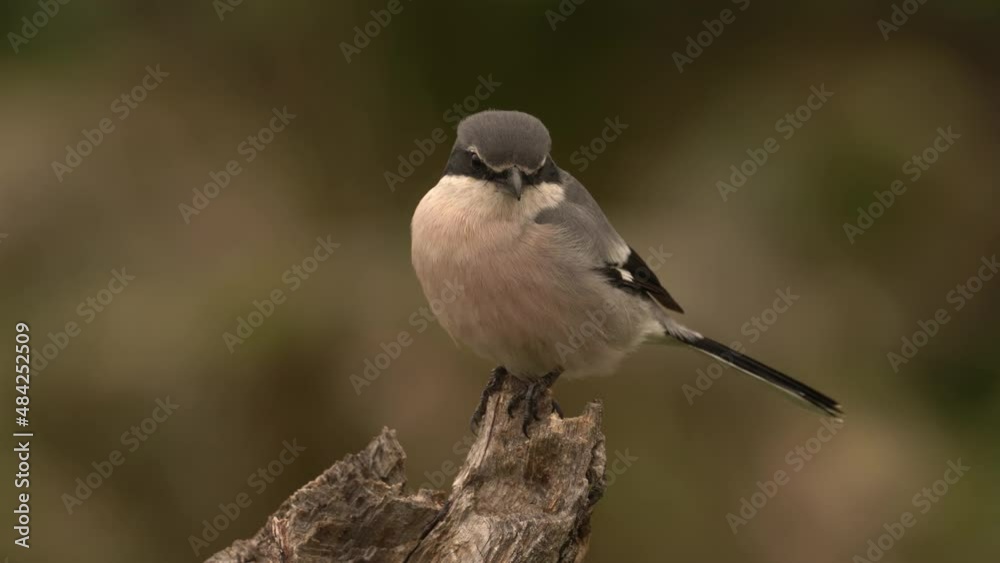 Lanius meridionalis, Iberian grey shrike,in the nature habitat, Sierra ...
