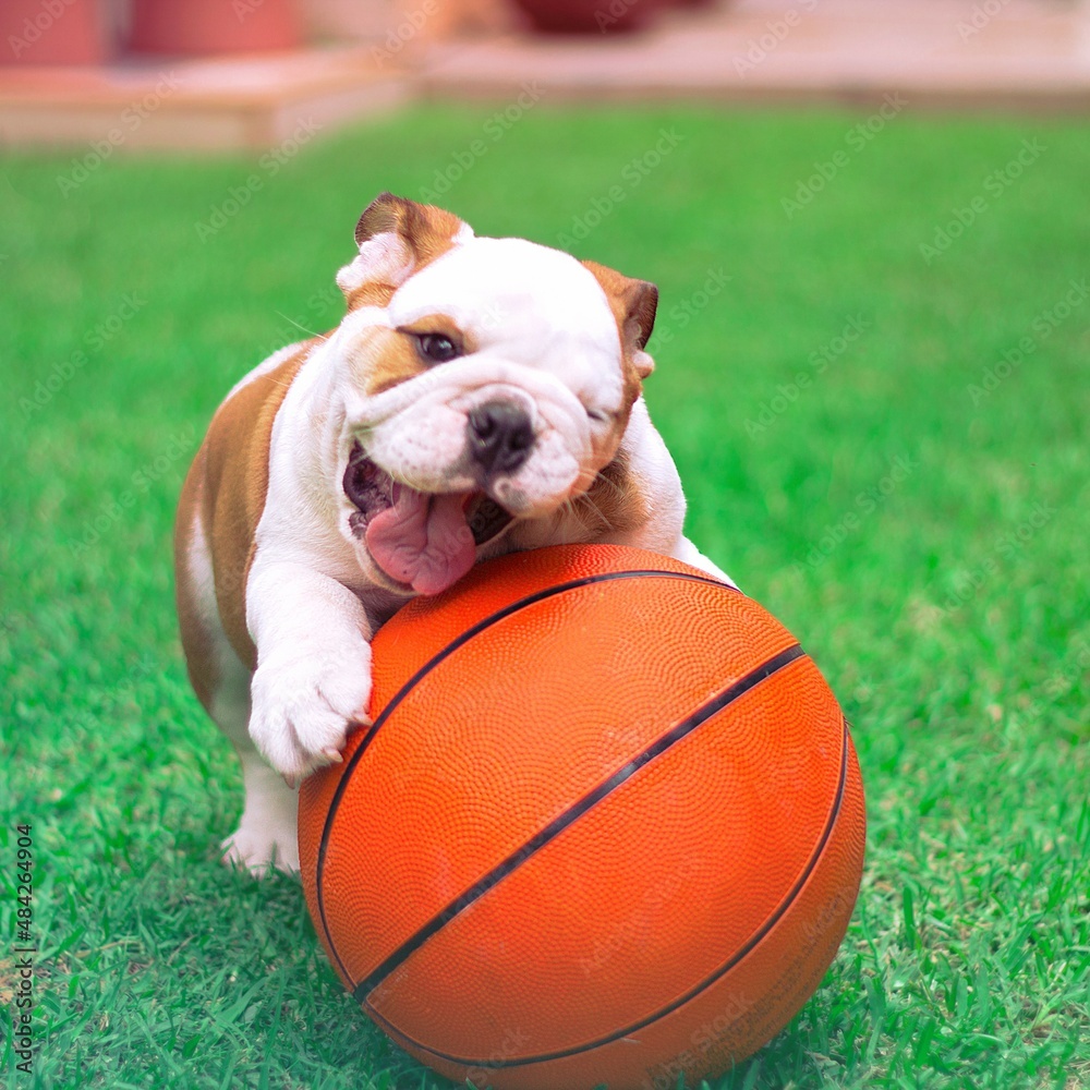 Puppies Playing Basketball