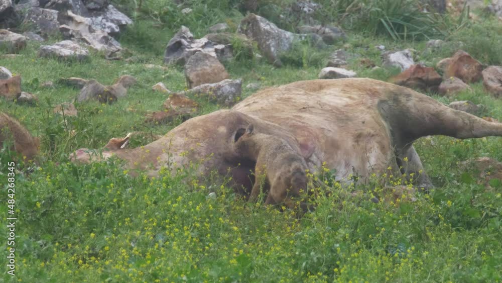 Golden Jackals feeding on cattle carcass, Galilee, Israel Footage from ...