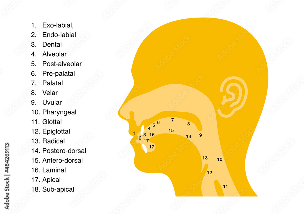 Main places and manners of articulation Stock Illustration | Adobe Stock