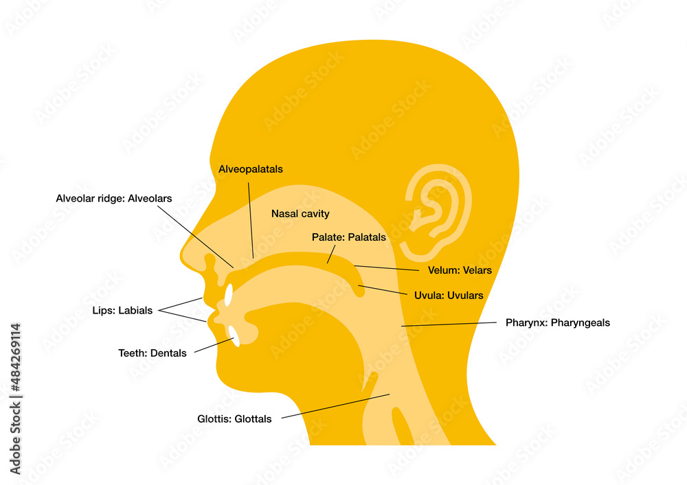 Main places and manners of articulation Stock Illustration | Adobe Stock