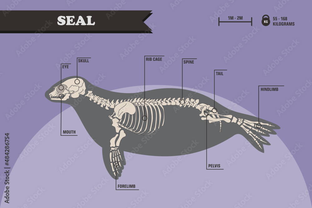 Anatomy of a harbor seal. Seal skeleton Stock Vector | Adobe Stock