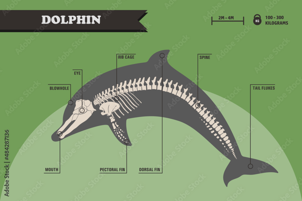 Vetor de Dolphin skeleton with names of different parts of the body do ...