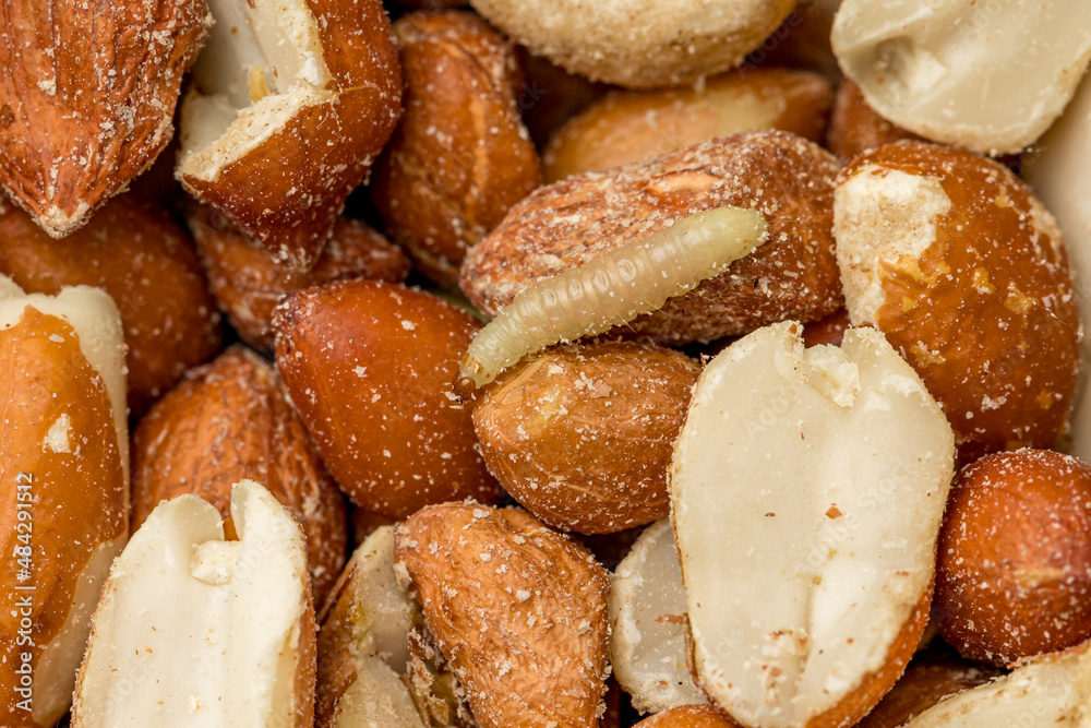 Indian Meal Moth larva in peanuts. Concept of grain storage pest, food ...