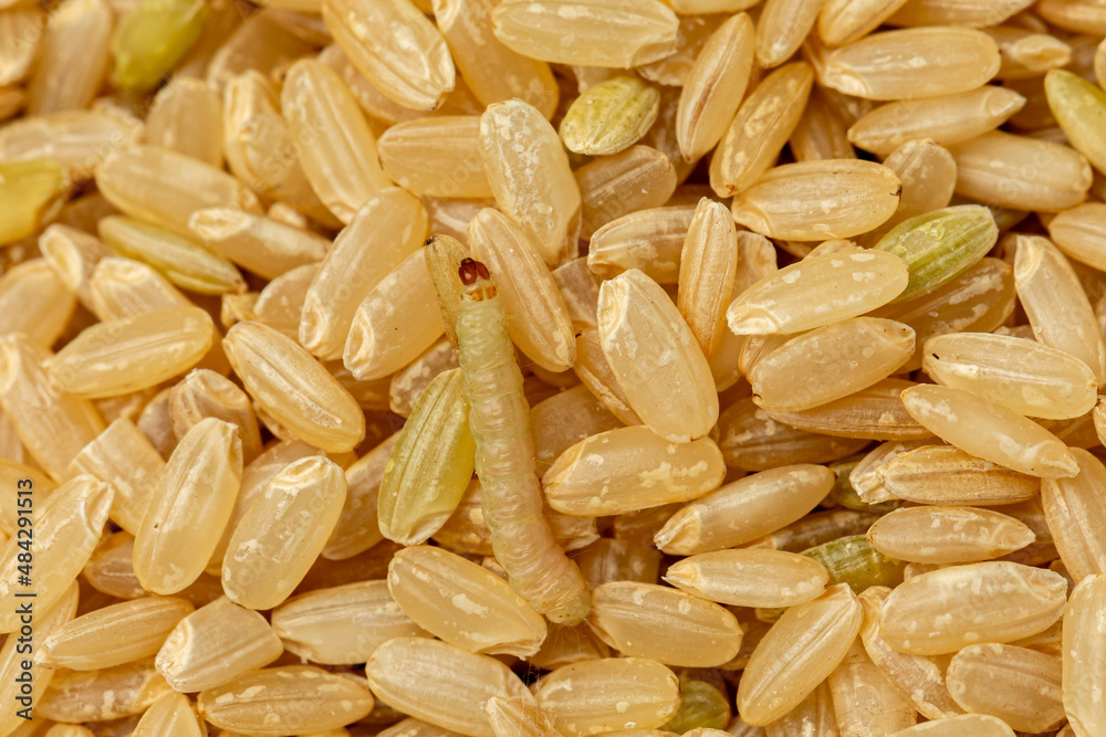 Indian Meal Moth larva in rice. Concept of grain storage pest, food ...
