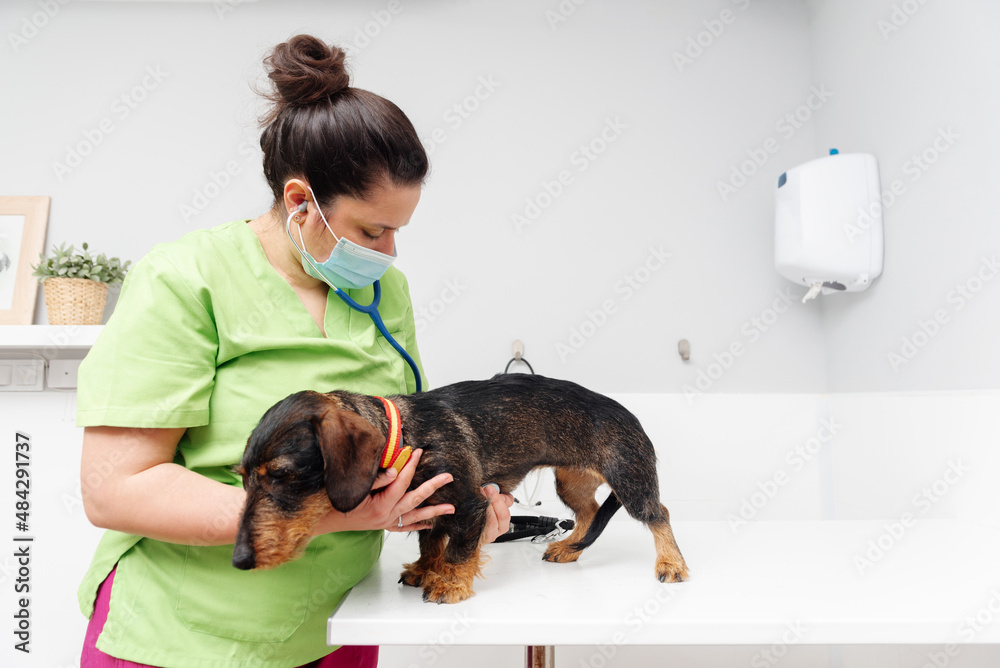 Pet doctor examining a dachshund breed dog with her stethoscope on the ...