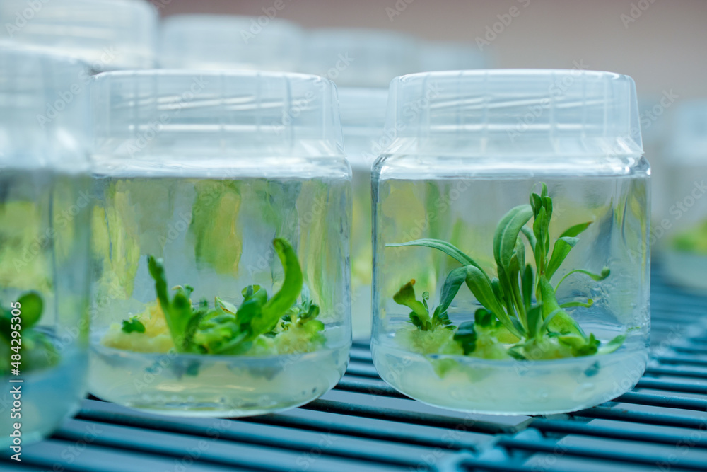 Biology science for plant regeneration. In vitro plant growth under ...