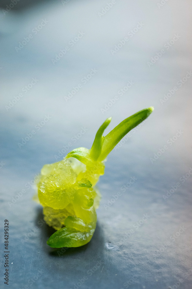 Plant callus tissue culture in research laboratory room. Obtaining ...