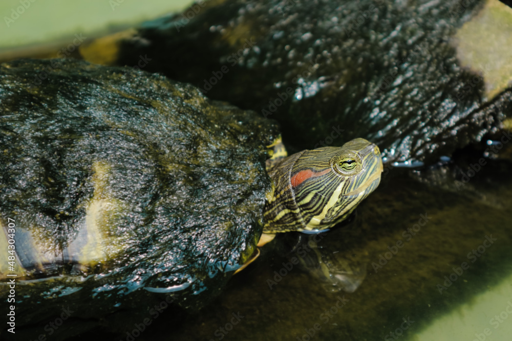 Yellow-bellied slider turtle trachemys scripta. Brazilian turtle macro ...