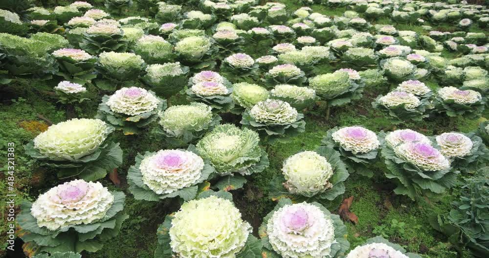 Plant of ornamental cabbage field with green leaves, Ornamental cabbage ...