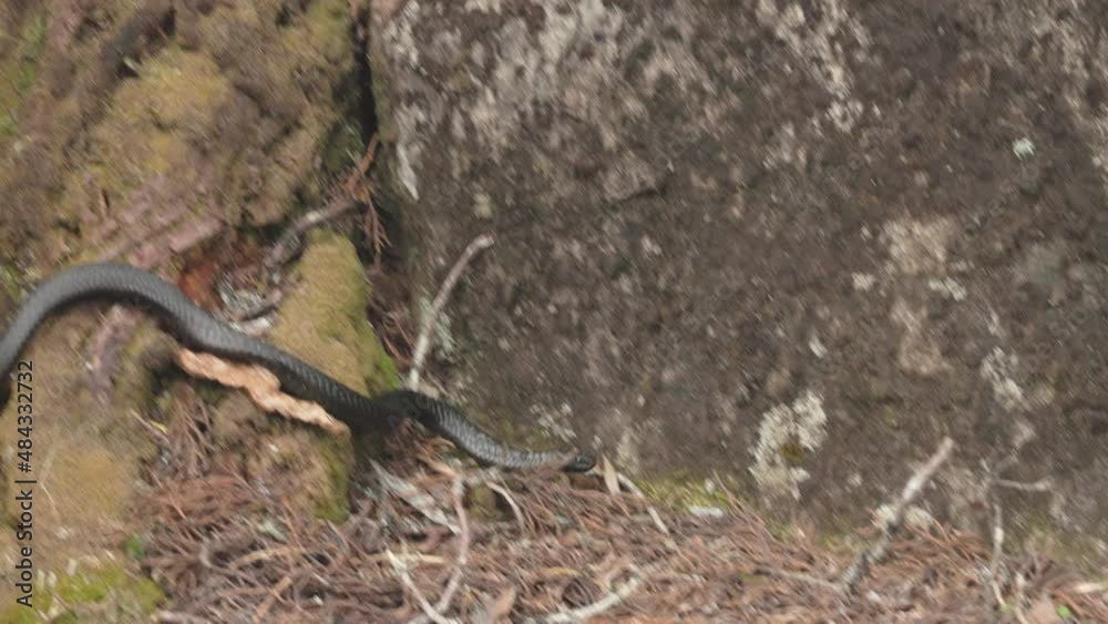 tracking clip of a tiger snake near the pool of bethesda at walls of ...