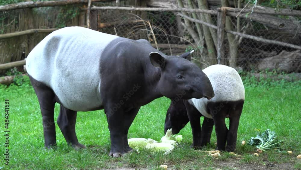 Tapir in the forest. Malayan tapir, Tapirus indicus, mother and young ...