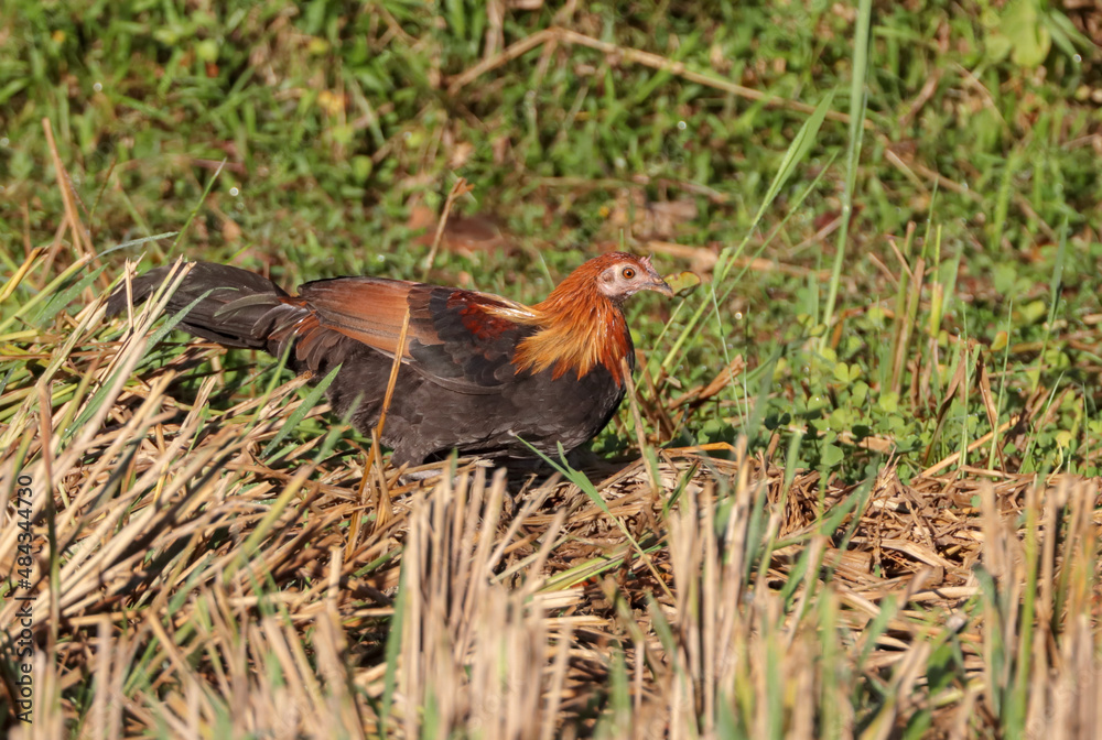 Red junglefowl.red junglefowl is a tropical bird in the family ...