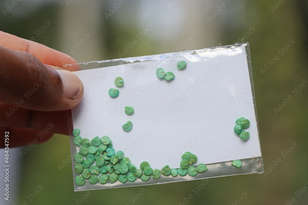 New pack of capsicum seeds held in hand isolated on nature background ...