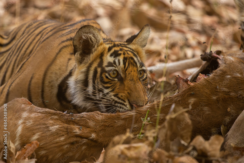 Tiger in the nature habitat. Tiger male walking head on composition ...