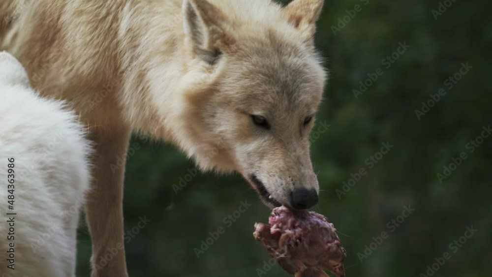 Vidéo Stock Arctic wolf (Canis lupus arctos), also known as the white ...