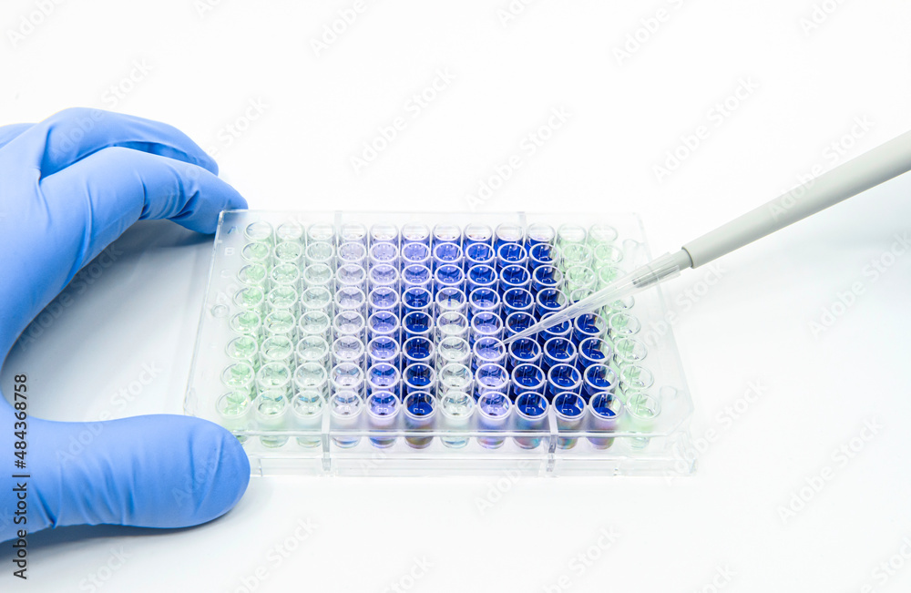 Scientist is putting reagents into 96 well micro plate with a single ...