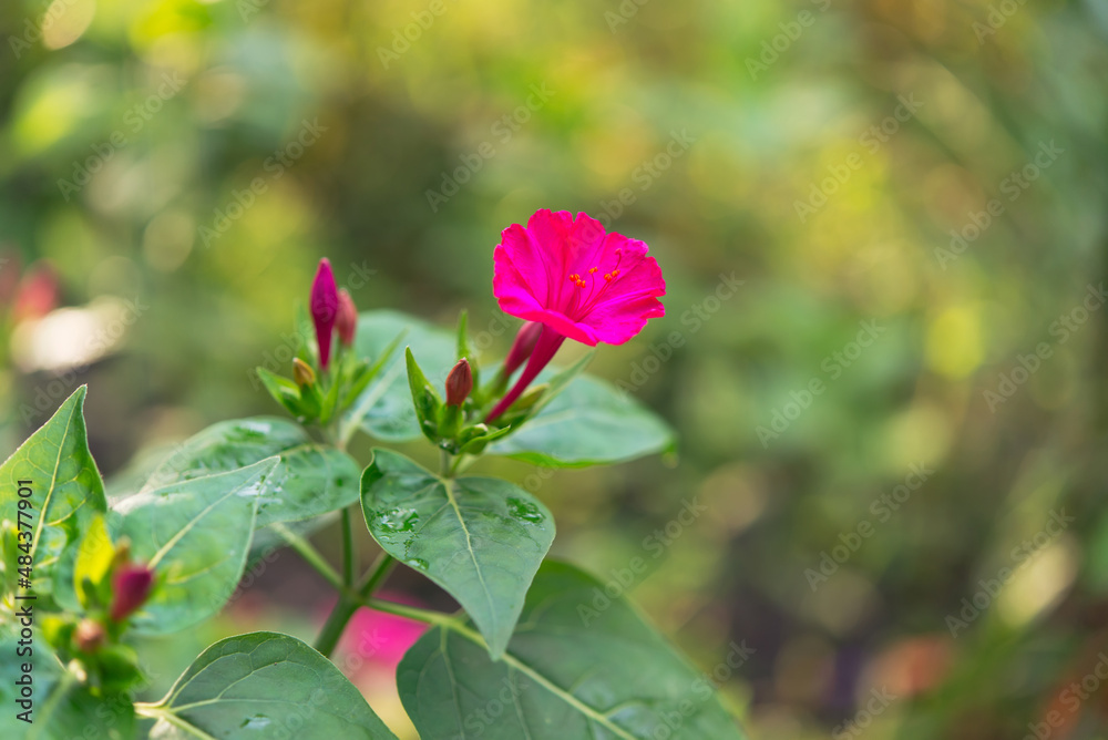 Night beauty, or laxative Mirabilis (Latin Mirábilis jalápa) is a type ...