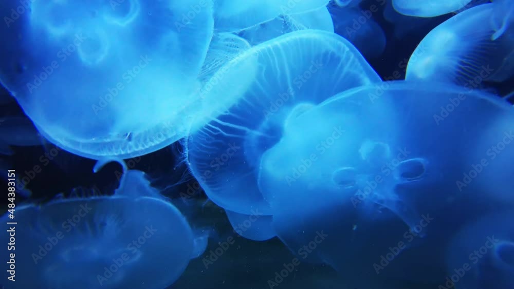 Vibrant fluorescent jellyfish floating underwater. Group of gigantic ...