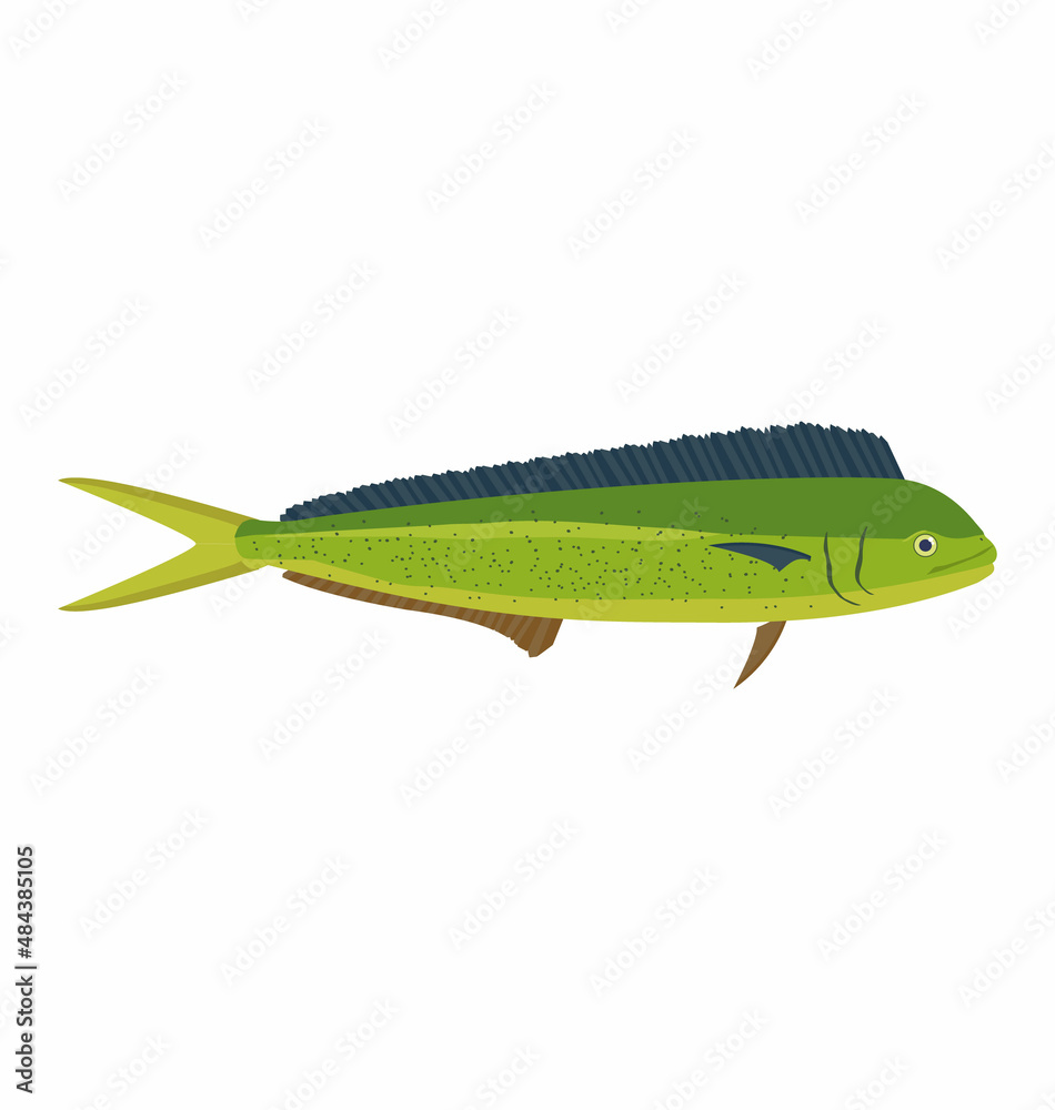 Female Mahi-mahi fish seen in Side view - Flat vector Stock Vector ...