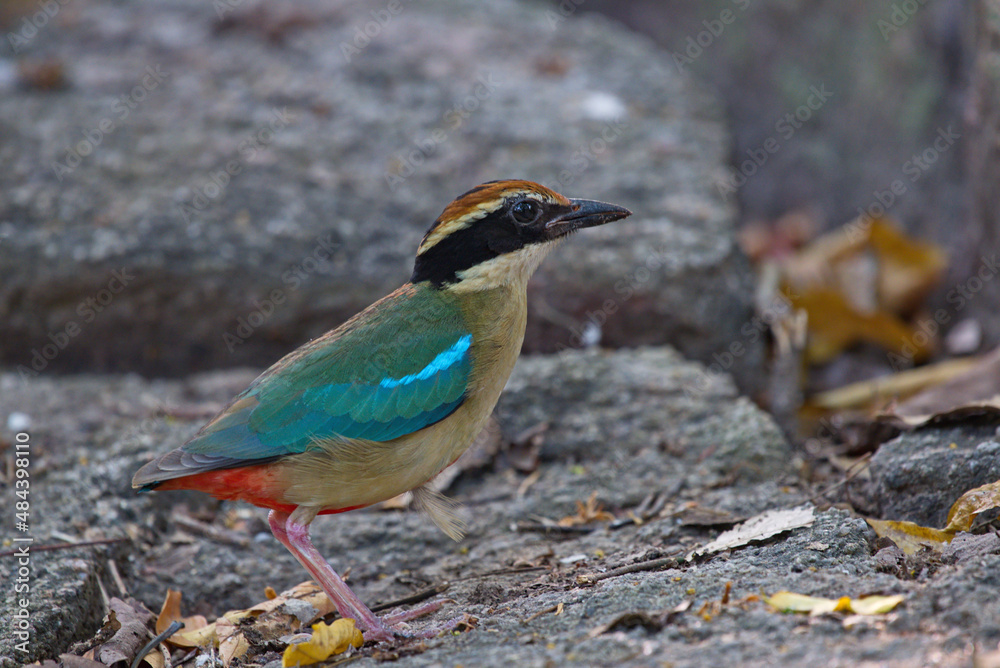 Variety of Pitta birds from Thailand with young and fecal sac and Fairy ...