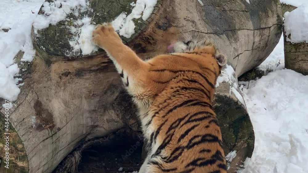 Stockvideo The Siberian or Amur tiger (Panthera tigris tigris or ...