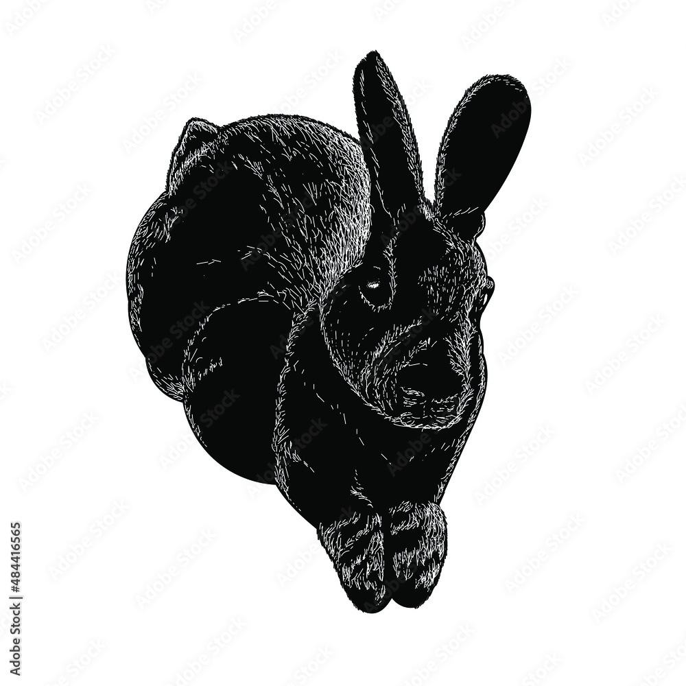 rabbit hand drawing vector illustration isolated on white background ...