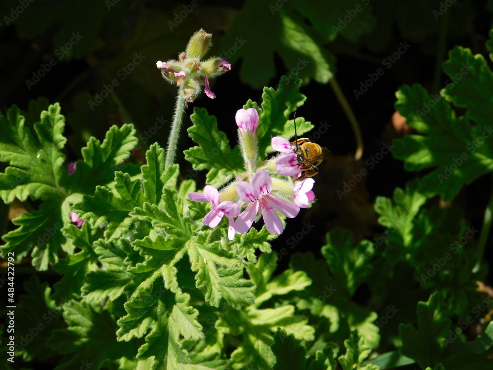Rose geranium, or Pelargonium graveolens pink flowers, and a honey bee ...